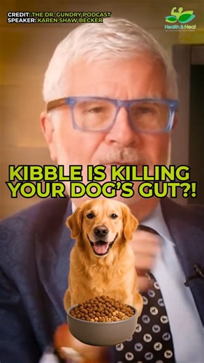 94% of Dog Owners Are Feeding This WRONG 😳 Vet Explains the Truth!