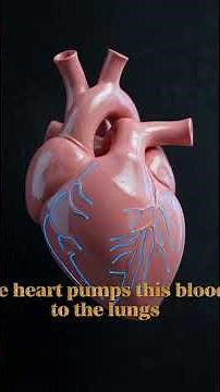 How Your Heart Works: 3D Animation Explained.. #HeartHealth #HumanAnatomy #CardiovascularSystem