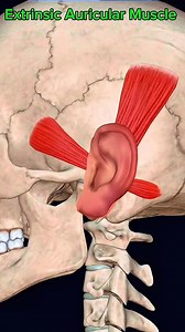 76K views · 977 reactions | Extrinsic auricular muscle  #muscle #anatomy | Dr. Ishtiaque Arafat | Facebook
