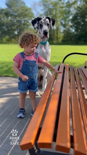 Tom is officially calling out the sun for making his bench "too hot," while Tuffy is just sitting there wondering what all the drama is about! 😂👦🏻🐶☀️ #tomandtuffy #greatdane #dramaking #toddlerlife #funnydogs #SummerVibes #wholesomecomedy #bffs #2026Vibes #SunVsToddler #rudebench | Paws That Save