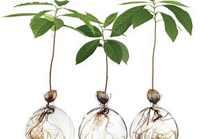 Here’s the Most Beautiful Way to Grow Your Own Avocado Plant