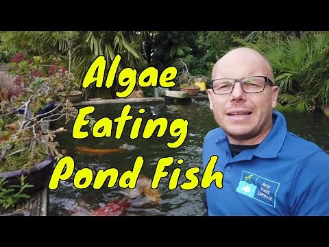 Using Algae Eating Pond Fish