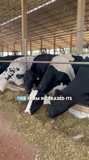 Ruminants Artificial Intelligence on Instagram: "This technology is one of the directions modern dairy farming is headed. After adopting a robotic milking system, Granja Heck increased daily milk production per cow by nearly 10 liters—proving that automation and data can transform on-farm results. And this evolution doesn’t stop there. Artificial intelligence is already the next frontier of efficiency in agriculture. We created Ruminants.ai: a tool that formulates diets, interprets feed analyses