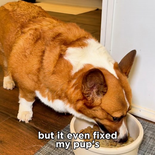 Why have over 1,000,000 pet parents chosen Dinovite? Because it works. Just check the numbers: 🐶 7 canine targeted strains of probiotics 👍 3 vital digestive enzymes ❤️ Omega 3 & Omega 6 fatty acids ✔️ 90 day money back guarantee 👏 Trusted for over 20 years Receive 20% OFF your first purchase with code: DINOVITE20 at checkout. | Bougiebettay