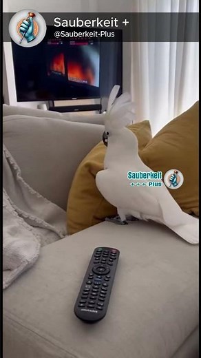 Remote Control Parrot Edition