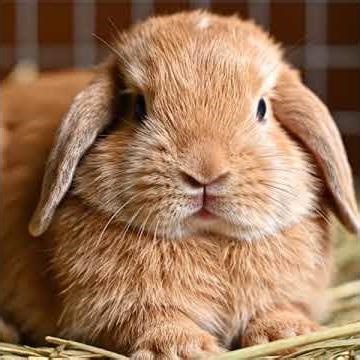 From Courtship to Kindling: How Rabbits Master Biological Efficiency