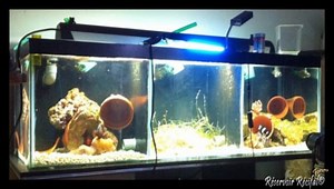 Reproduction du poisson clown: