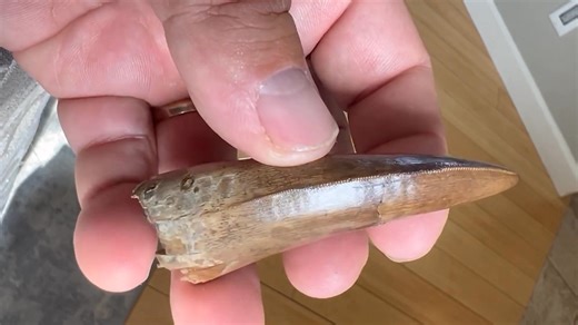 1.3K views · 268 reactions | This is a pristine, 3.00" Tyrannosaurus...