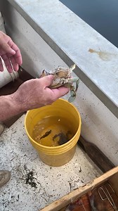 21K views · 178 reactions | Hard shell to a Softshell crab!!! | Ronnie Adams from Swamp People | Facebook