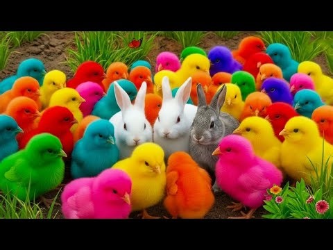 Ayam Lucu, ayam warna warni, ayam rainbow, kelinci lucu, bebek lucu, ikan koi, Hewan Lucu