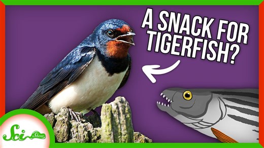 How to Catch a Bird… If You’re a Fish