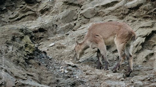 Mountain goat walking along steep rocky slope in natural daylight, showing balance and agility in rugged alpine wildlife habitat