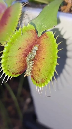 勞勞勞 Venus fly trap in slow motion still looks fast!!  #carnivorousplant #tropicalplants #venusflytrap #flytrap #nepenthes #drosera #sundew #cephalotus #sarracenia #pitcherplant #plants #houseplants | Carnivorous Plants | Facebook