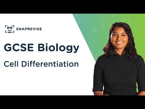 Cell Differentiation | 9-1 GCSE Science Biology | OCR, AQA, Edexcel