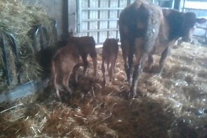 Événement rarissime ! À Nouzerines (Creuse), une vache limousine donne naissance à trois petits veaux, qui se portent à merveille... ► https://www.francebleu.fr/infos/agriculture-peche/les-triples-d-une-belle-vache-a-nouzerolles-dans-le-nord-de-la-creuse-1516816693 | ici Creuse