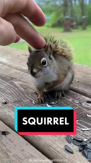 Intelligent Squirrel: Discovering the Wonders of These Smart Animals