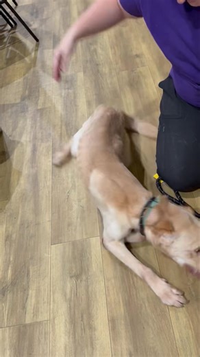 14K views · 750 reactions | We rescued this amazing yellow lab from a kill shelter. He only weighs 34 lbs! He was much thinner upon arrival, is starting to gain weight. Super friendly, looking to be someone’s best friend. Humane Society Sebring. | Humane Society of Highlands County | Facebook