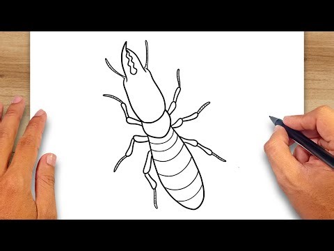 How to draw Termite - Termite Drawing Ideas