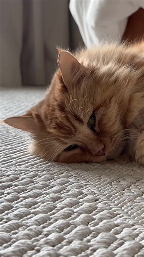 Cheek Squishing Fun with Sir Fur the Cat