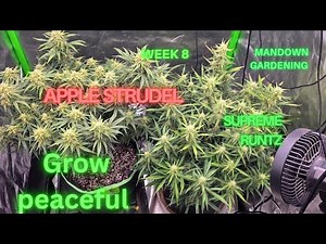 Week 8 apple strudel & supreme runtz grow peaceful autoflower success series lst and training