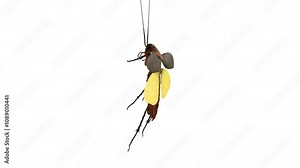 American Cockroach isolated on transparent background, Cockroach rotates around itself 360 degrees in a loop. Camera front view with transparent background. Ready to use drag and drop immediately.