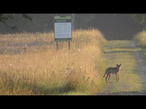 Wolves in the Białowieża Forest, Wild Poland tour, May 2025