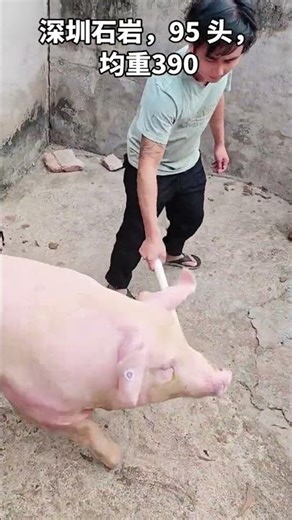 3 Ways to Raise Pigs for BIG Farmhouse Profits! 🐷💰 | For Education Only