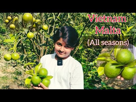 Vietnam Malta/Baramasi Malta/All seasons Malta Farming/Afsana Nursery/Ph -7601949430