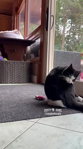 Tuxedo Torment 🎥: myjerkcats (IG) #voiceover #voiceovers #cat #cats #tuxedocat #tuxedocats #zoomies #funny #lol #dustydubs | Dusty Dubs