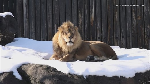 Why winter might be the best time to visit the Cleveland Metroparks Zoo