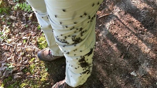 Black flies vs stable flies: Which Upper Peninsula pest is biting you?