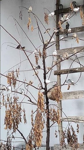 Finch Java long tail finch owl finch Aviary strawberry finch Aviary #dance