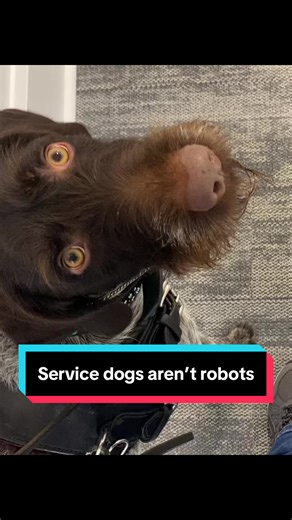 Understanding Service Dogs and Their Training Needs