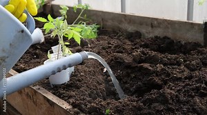 Watering from a watering can of the earth, during the planting of tomato seedlings, Fertilizing tomatoes grown in a greenhouse with organic vegetables Stock Video