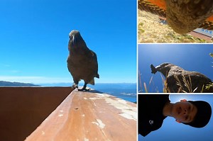 Mischievous Parrot Steals Family's GoPro at New Zealand National Park