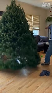 Christmas Tree Fails | Bushman prank
