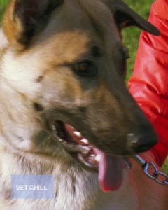 Dr Scott is shocked by how severe this doggo's painful condition has become... 😢 #GermanShepherdLove #VetOnTheHill | Vet On The Hill