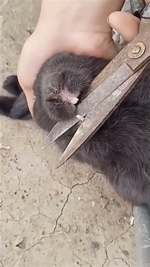 Rabbit buck teeth trimming process
