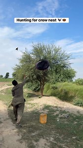 Hunting for crow nest 🐦‍⬛🪹 #hunting #crow #nest #eggs #farming #huntet | Farmer hunter