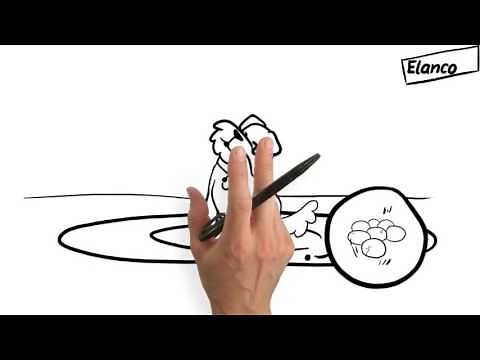 Fleas on Dogs and the Flea Life Cycle