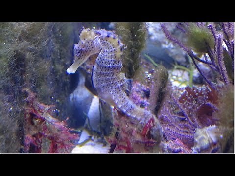 L'Hyppocampe appelé aussi Cheval de mer - L'Aquarium de Lyon la Mulatière (Rhône) France