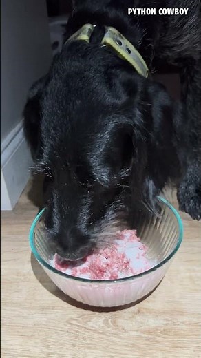 My Python Dog Was Bitten By A Water Moccasin