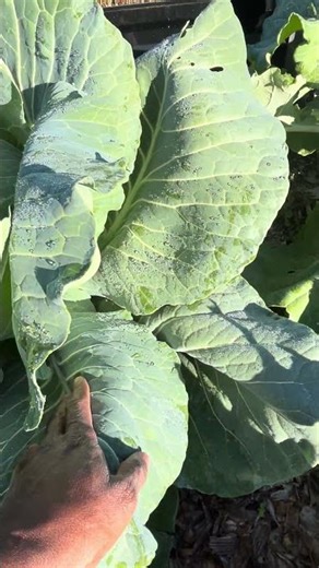 If you see this in Piggly Wiggly, BUY IT! It’s medicine!