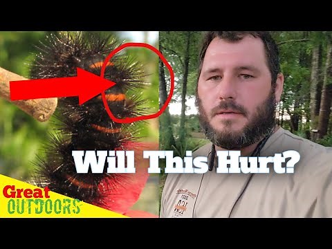 Testing the Sting of the Giant Leopard Moth Caterpillar"