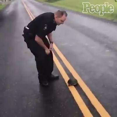 10M views · 7.8K reactions | This turtle thinks it's slick.  | People | Facebook