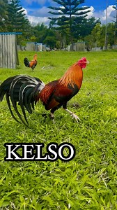 John Bishop KELSO @highlight | Warren Kenneth Larraga