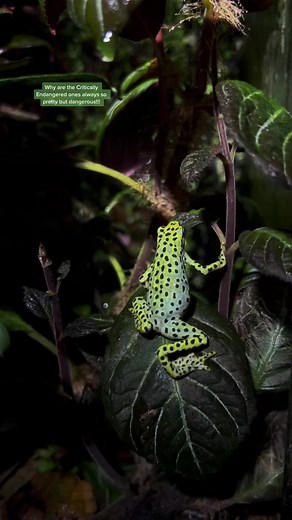 She looks like she’s glowing! Atelopus balios a critically endangered species of Ecuadorian Atelopus from Wikiri the conservation lab that offers legal captive bred animals directly from Ecuador for benefit of their conservation! #conservationthroughcommercialization #captivebred #criticallyendangered #endangeredspecies #conservation #pets #atelopus #youcanhelp