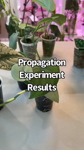 Best Rooting Substrate for Plant Propagation Experiment