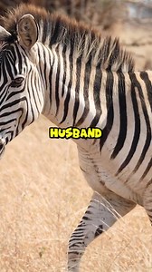 He was just sitting there… staring into his coffee. 🥲 She thought he was reminiscing. Turns out… he was doing hard time math. 😂💔 #MarriageJokes #FunnyStory #LifeSentence | Quick Line Comedy