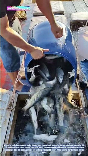 The Process of Loading Live Carp into a Fish Transport Truck